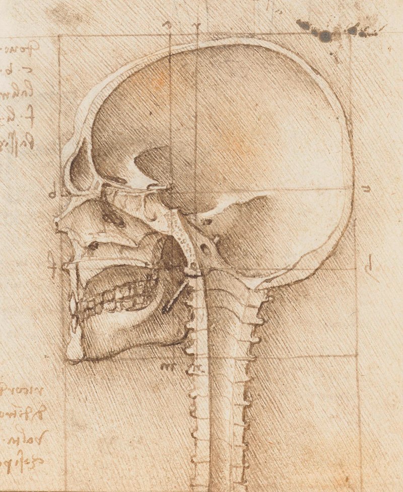 Leonardo da Vinci's Dissections: Advancing Anatomy and Art in ...